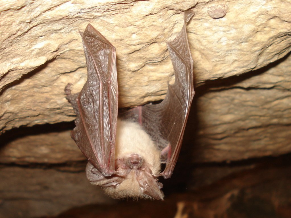 Bat Beauty Contest crowns winner in hair-raising flying mammal ...
