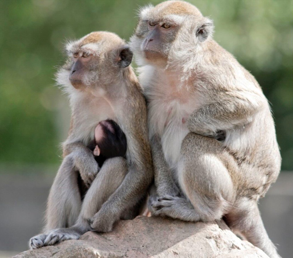 40 monkeys escape from Alpha Genesis bio-research lab in South Carolina ...