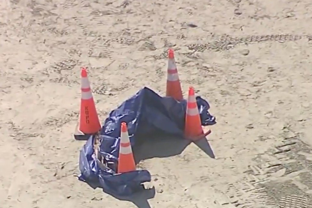 Florida police launch investigation after severed human head washes ...