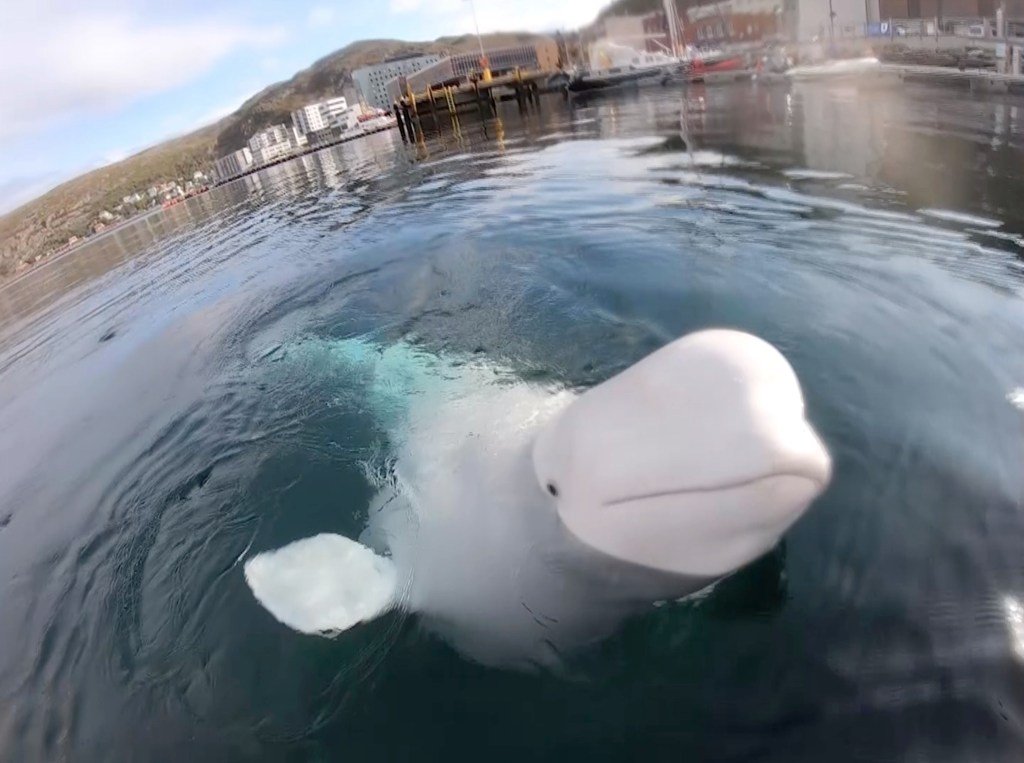 Hvaldimir unmasked: Identity of ‘Russian spy whale’ finally revealed in ...