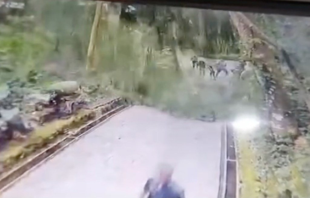 Two tourists reportedly dead after tree falls in Monkey Forest in Ubud ...