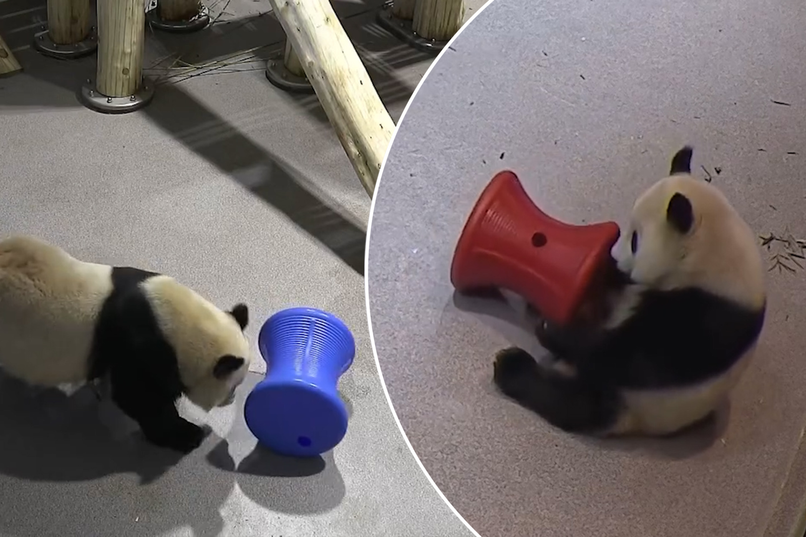 Giant pandas return to DC’s National Zoo - New York Hots!