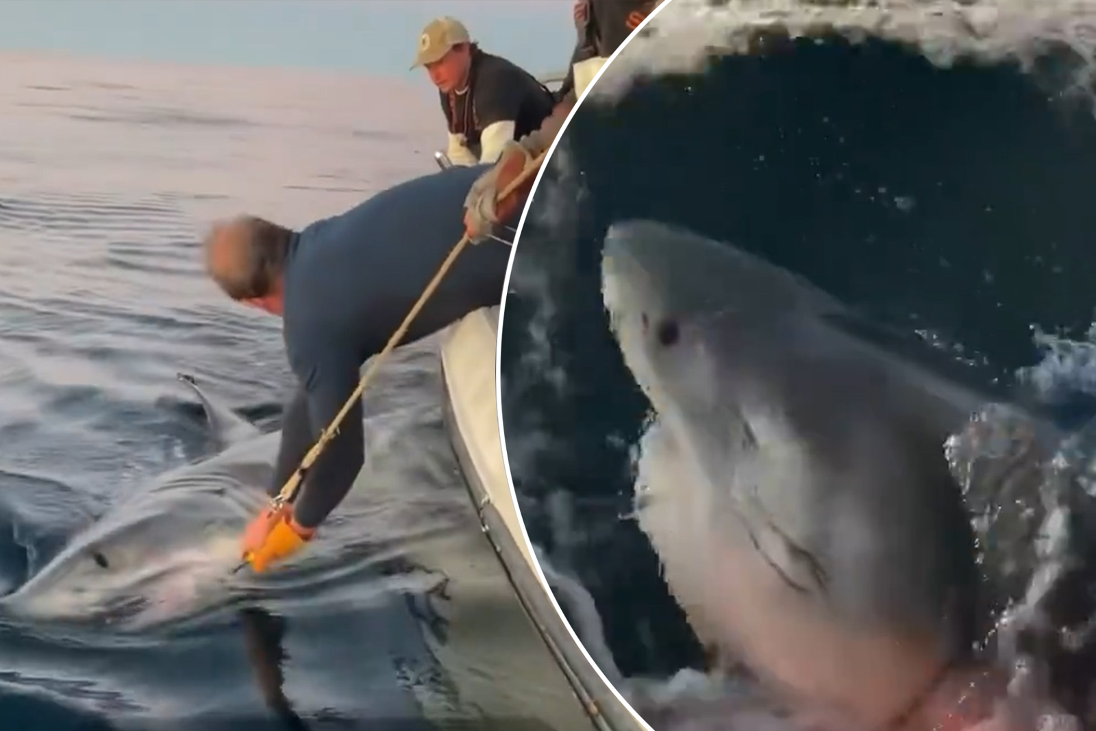 White shark named Contender is the largest ever tagged by OCEARCH - New ...
