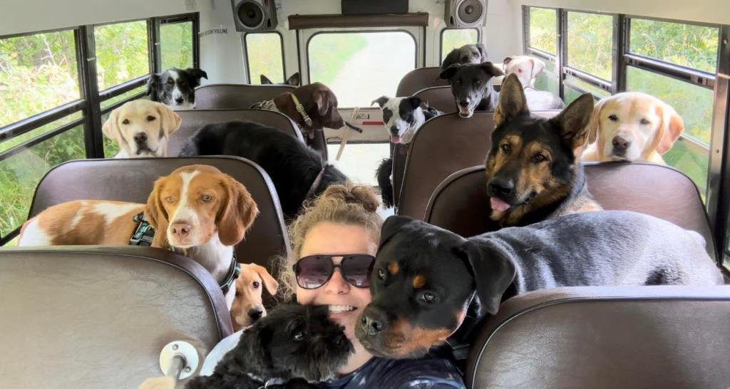 Doggy day care bus transports two dozen pups to the park: ‘Best job I ...