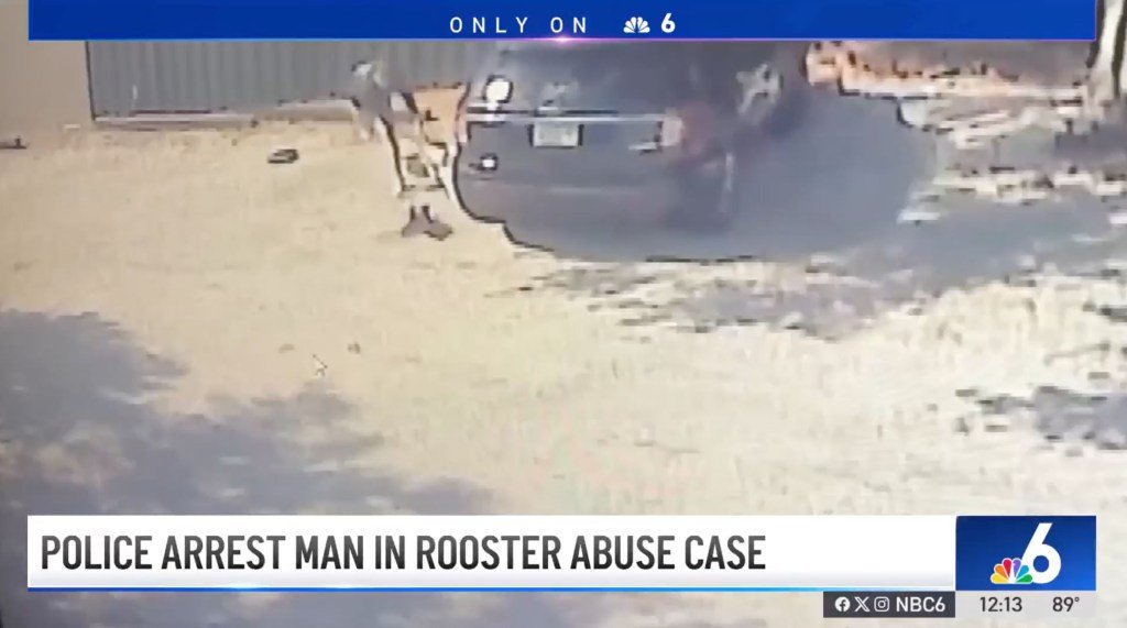 Video shows Florida animal abuser bashing a rooster named Roger with an ...