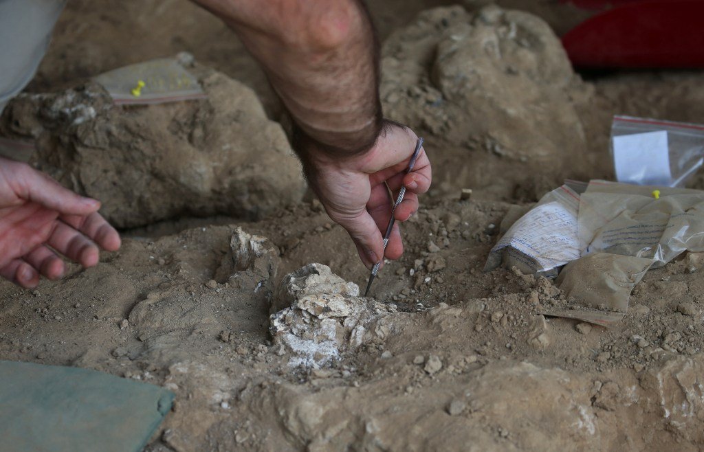 Archeologists discover 1.8 million-year-old human jawbone, possibly the ...