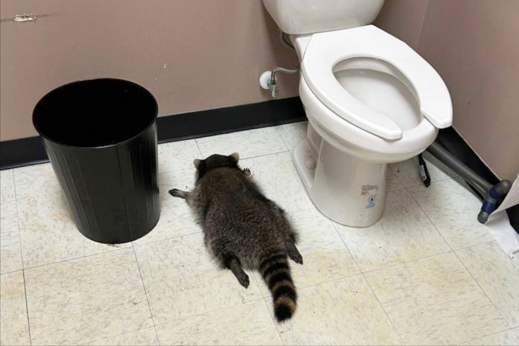 Viral drunk raccoon is a serial break-in artist who’s struck at least ...
